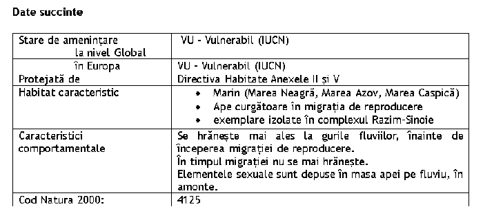 Scrumbia de Dunăre Alosa immaculata Bennett, 1835 :: proiectspecii